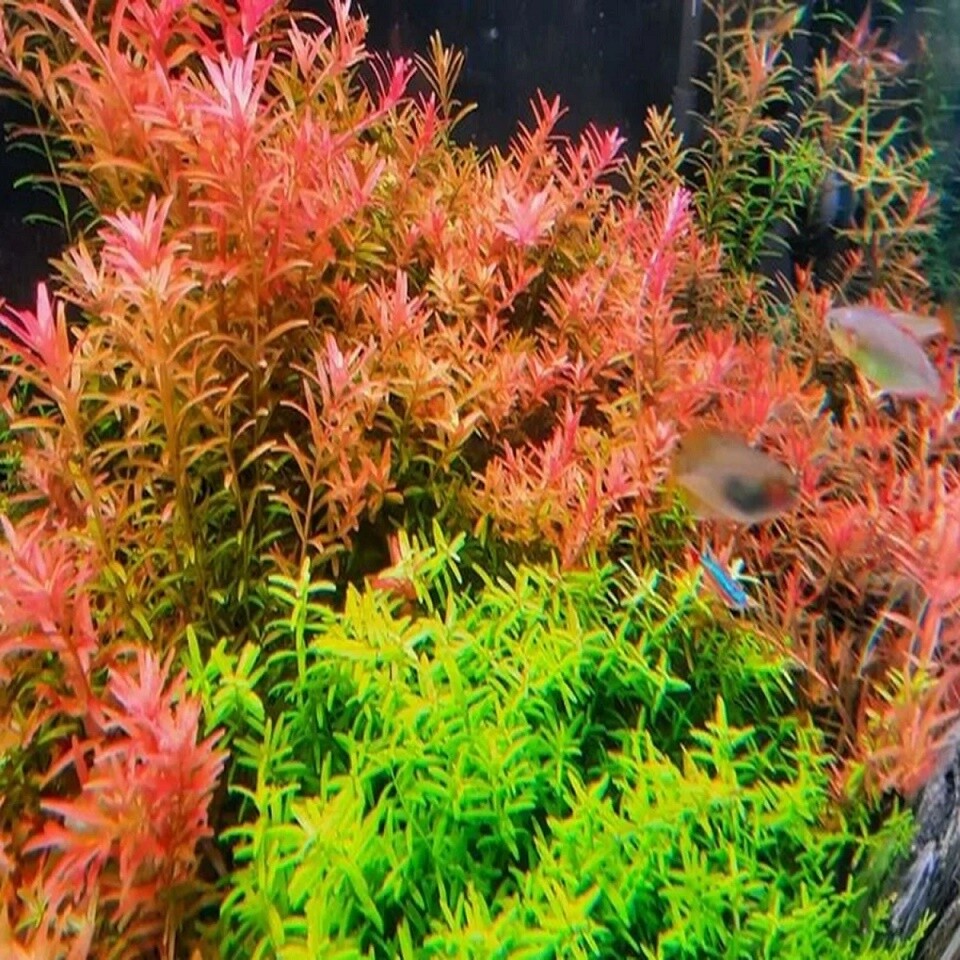 ADA IC043 Rotala rotundifolia 'hra TC | Aquarium Live Plants