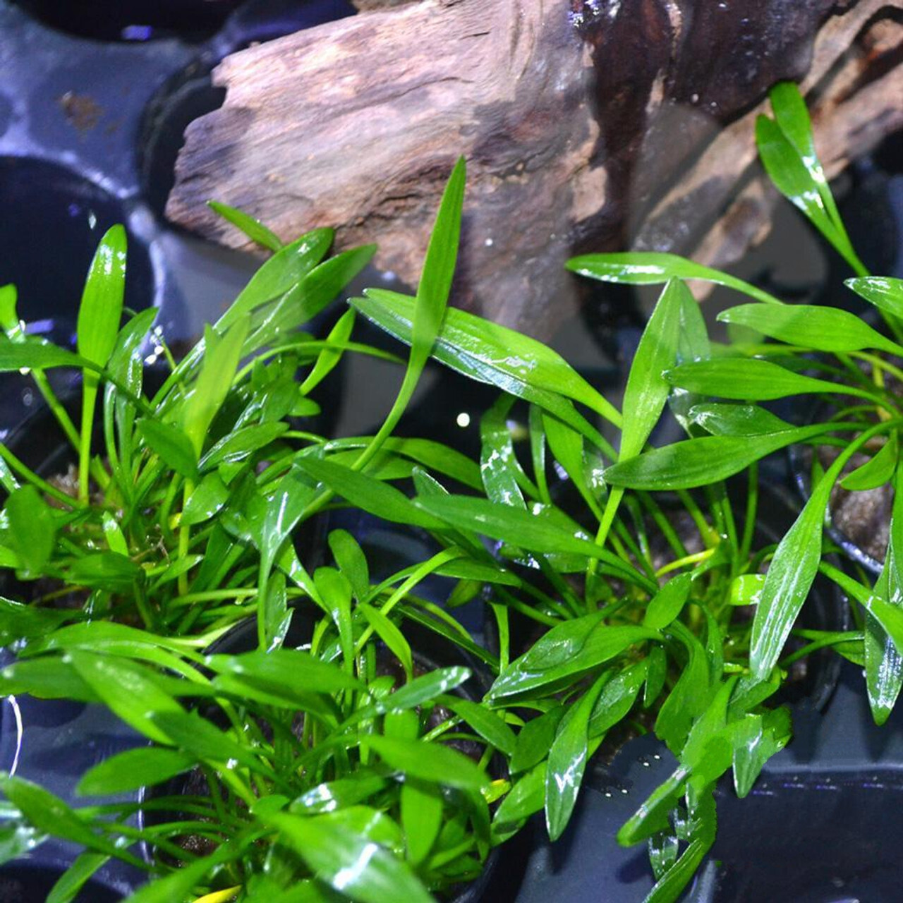 ADA IC091 Cryptocoryne lucens TC | Aquarium Live Plant