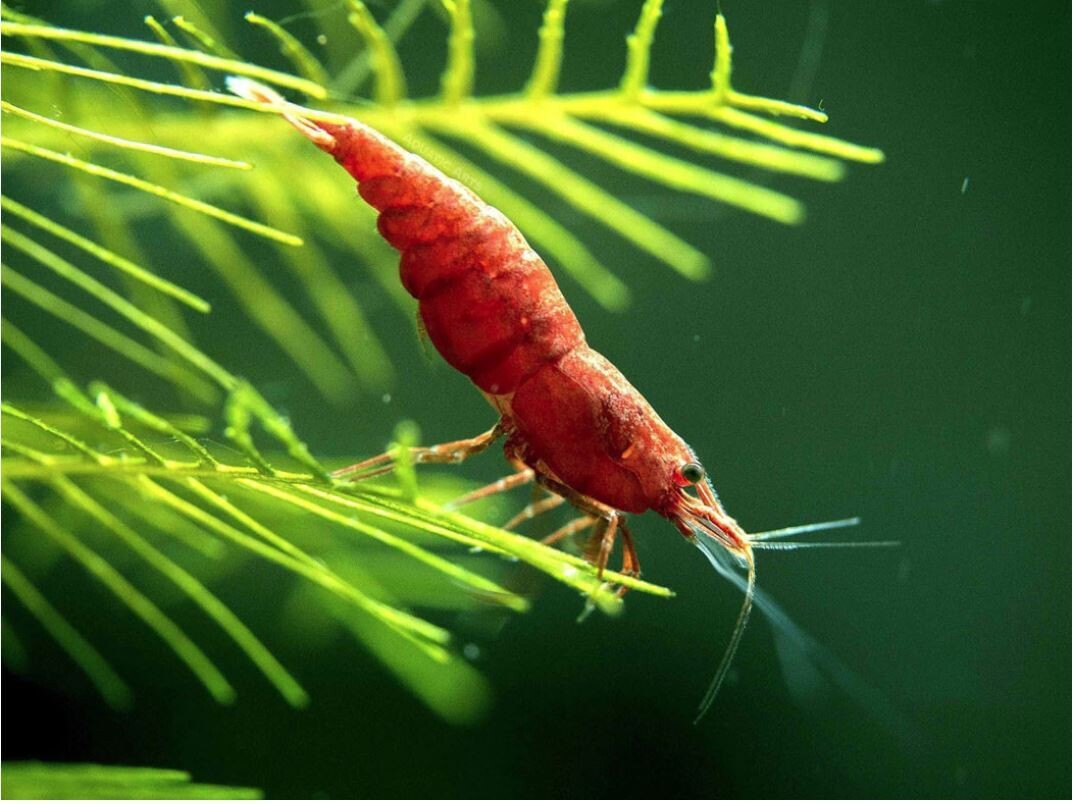 Freshwater Fire Shrimp