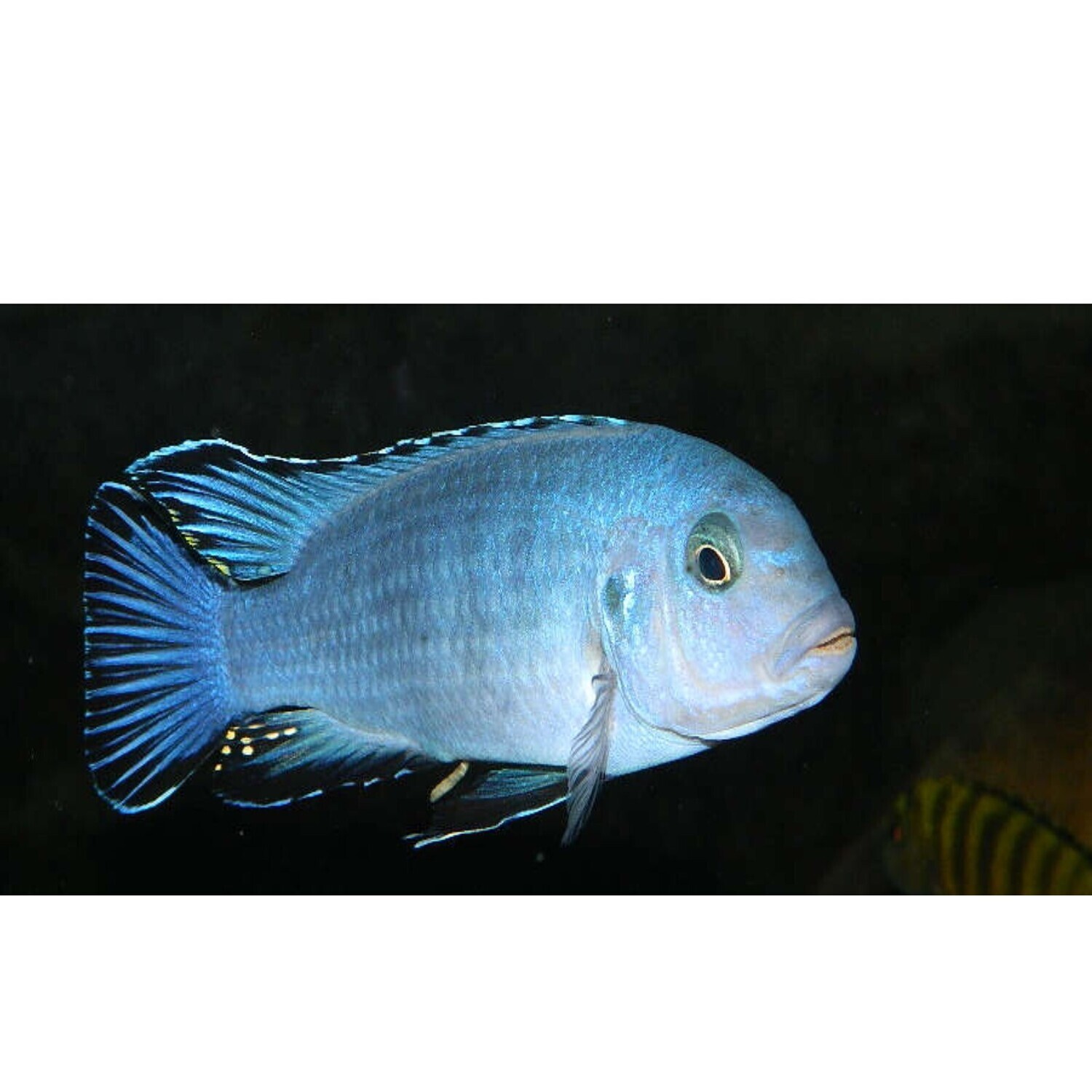 Powder Blue Cichlid