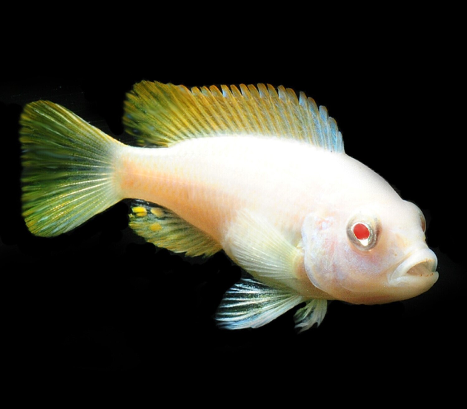 Albino Ice Blue Cichlid
