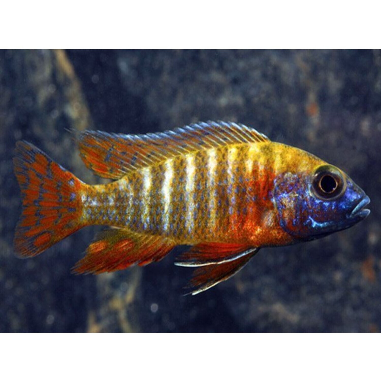 German Red Cichlid