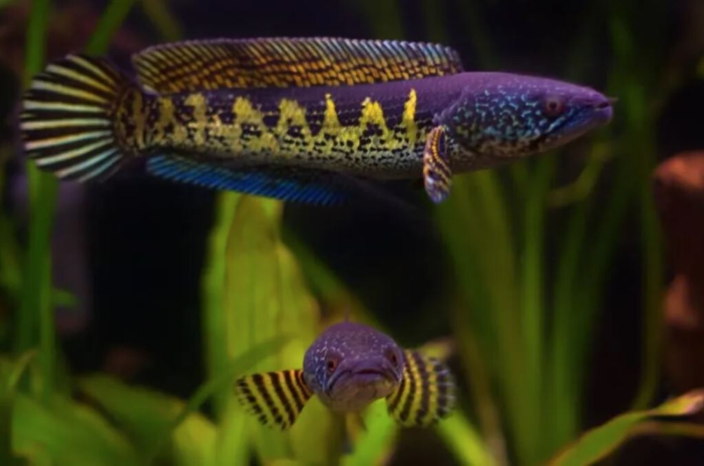 Aquarium Live Fish | Golden Cobra Fish | channa | Single | 15" to 18"