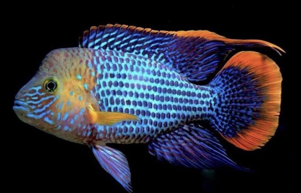 Green Terror Fish Tank