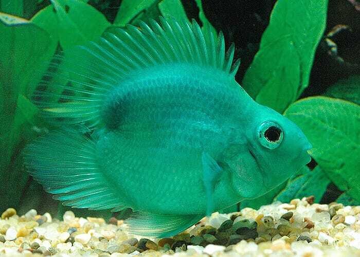 Green Parrot Fish
