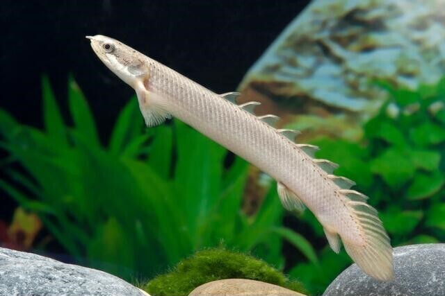 Aquarium Live Fish | Green Senegal Fish | Single | 5" to 6" | LUNG FISH