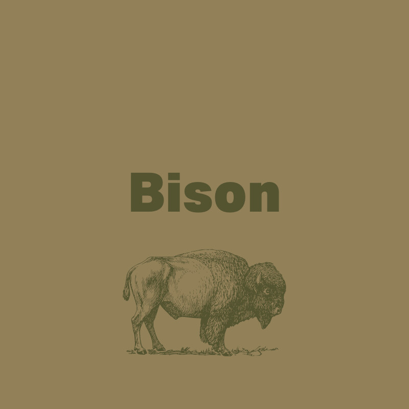 Bison