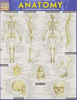 Anatomy Reference Guide