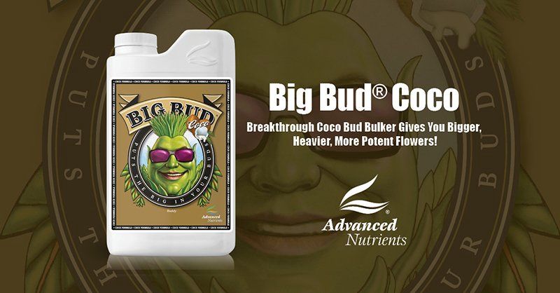Big Bud Coco