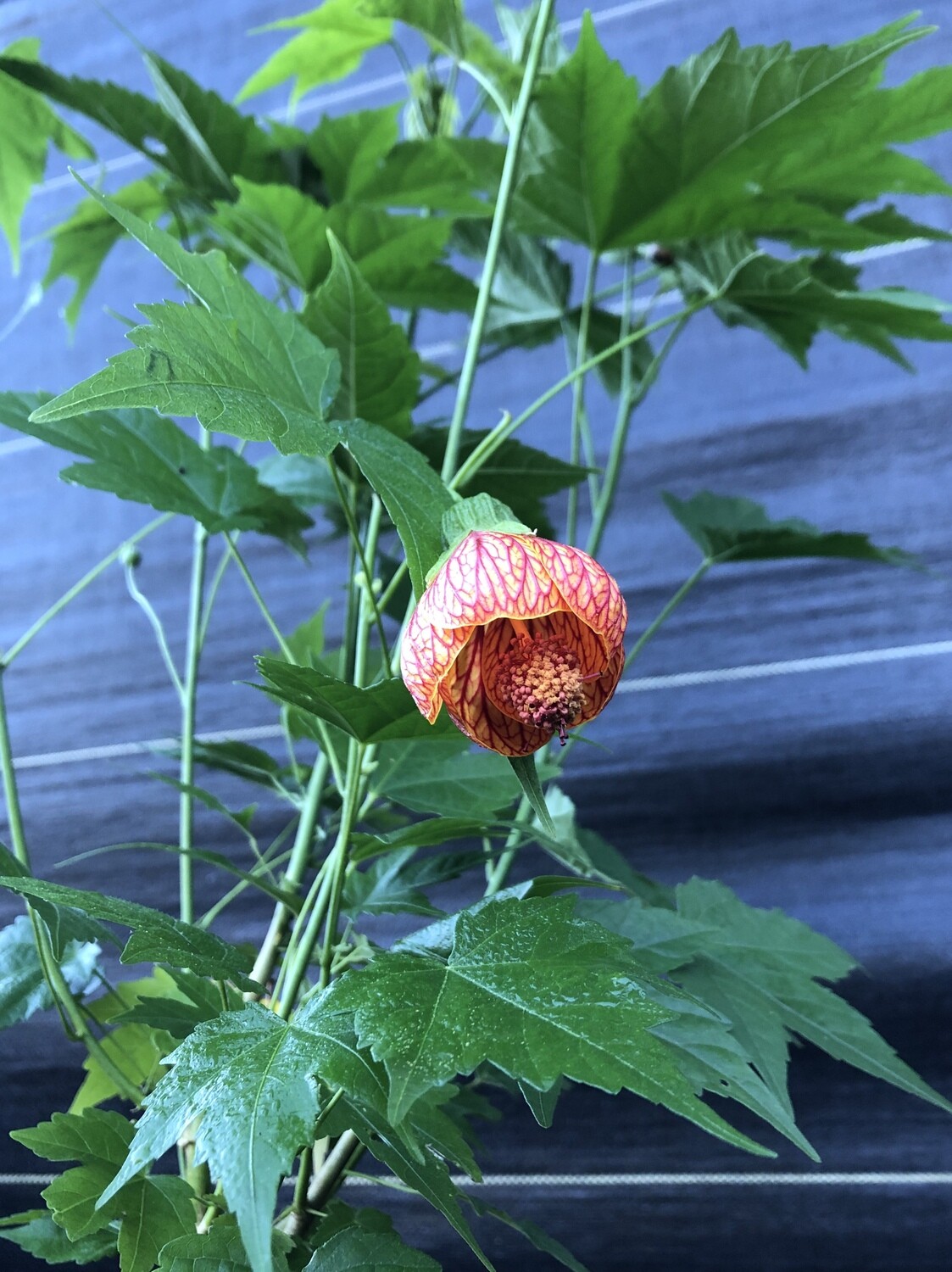 Hibiscus -Parlor Maple (Abutilon striatum )