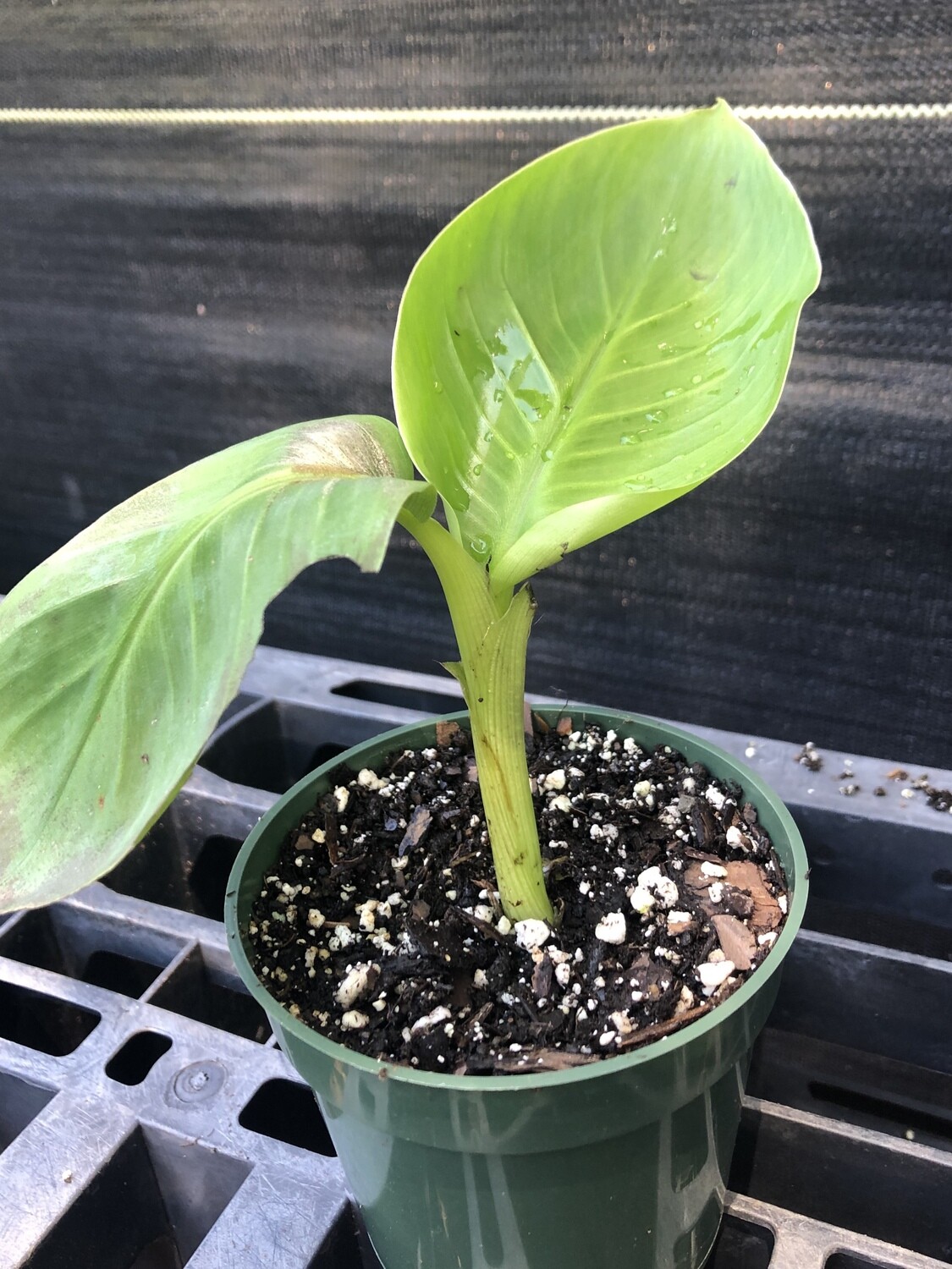 Banana - Dwarf Green (Musa acuminata)