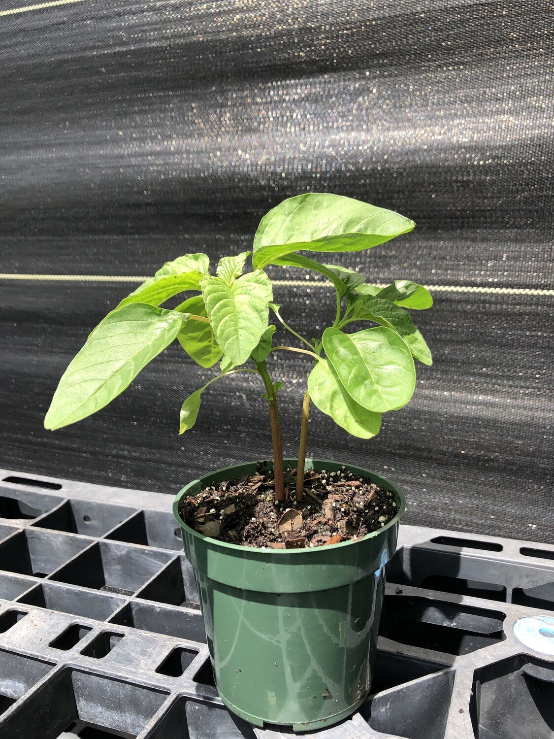 Callaloo (Amaranthus viridis)