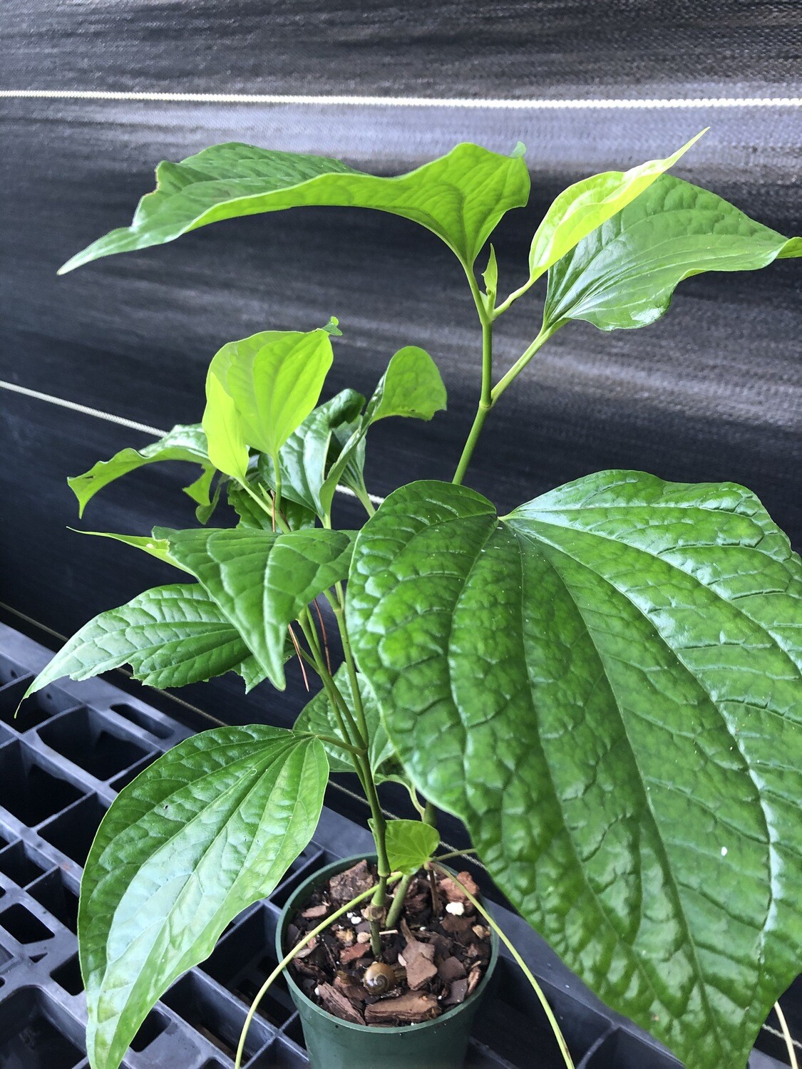 Pepper Lolot (Piper sarmentosum)