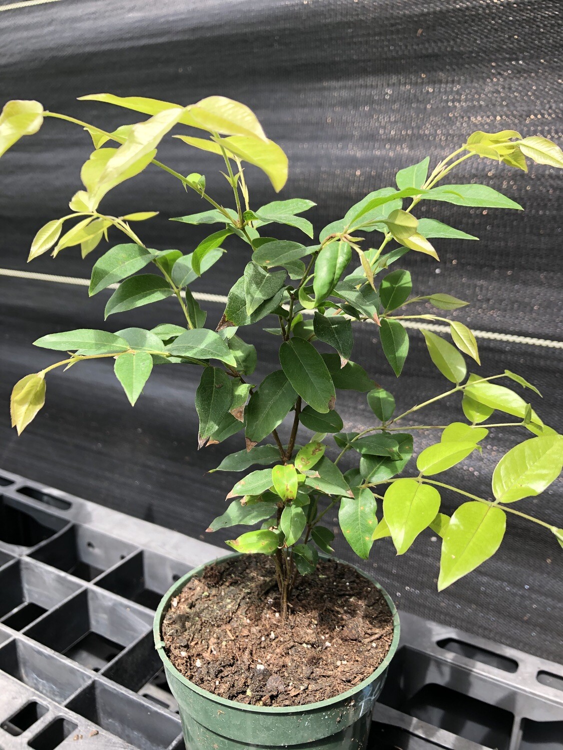 Jaboticaba Tree, Red 4" (Plinia cauliflora)