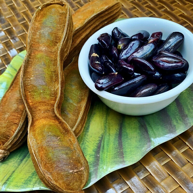 Costa Rican Guaba Tree - Taste Ice Cream Bean at Home! 🌴