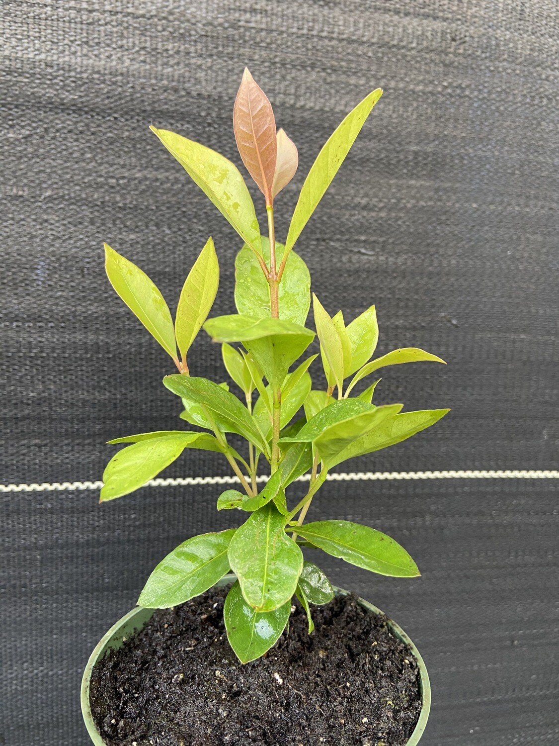 Guava: Cattley/Lemon Guava Tree (Psidium guajava)
