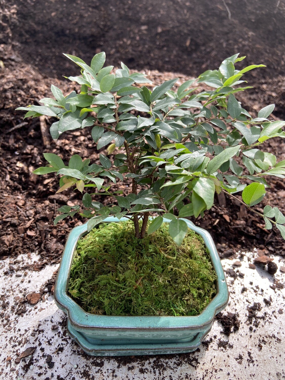 Jaboticaba Tree, Sabara Bonsai (Plinia cauliflora)