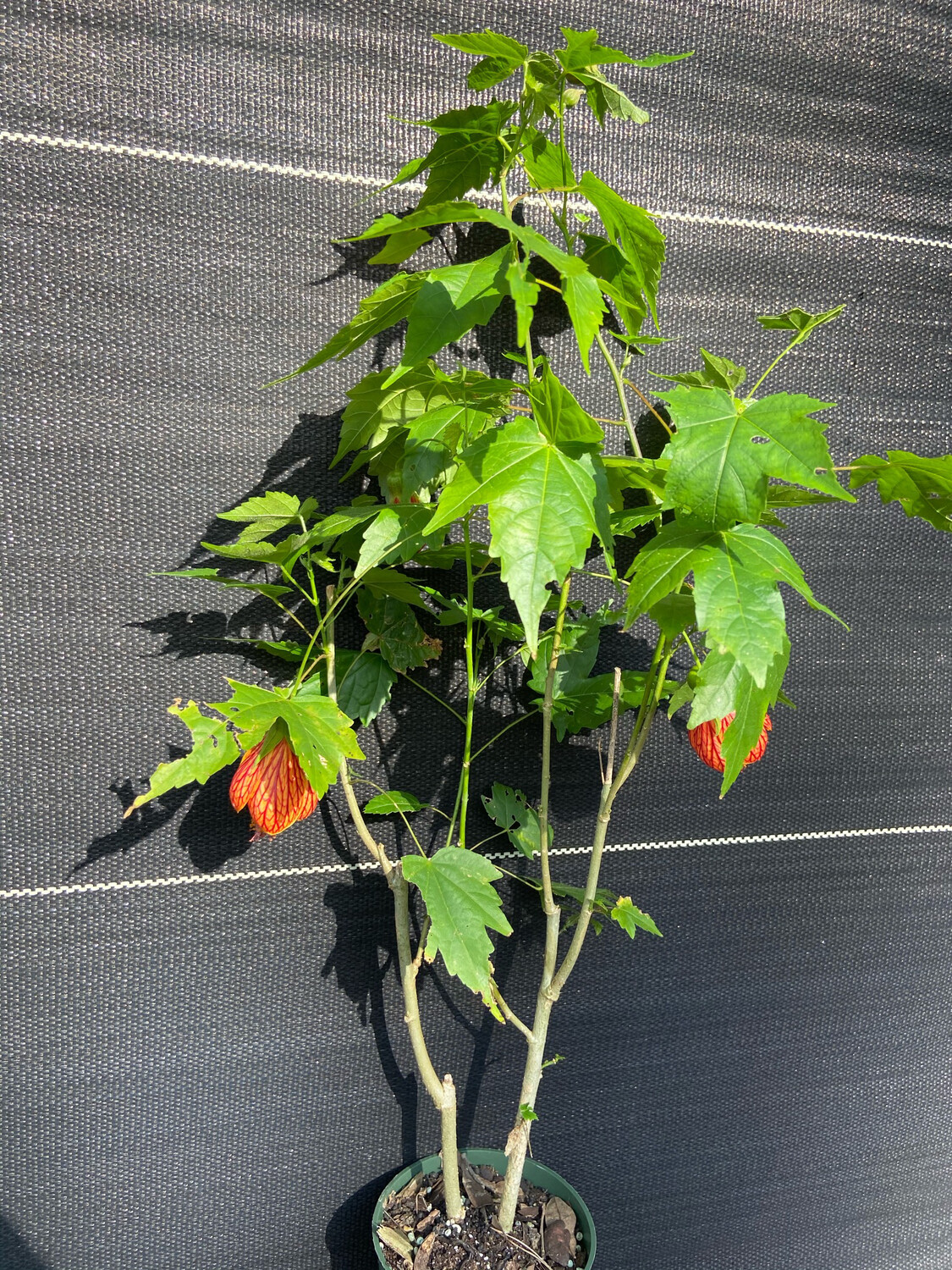 Parlor Maple (Abutilon X Hybridum)