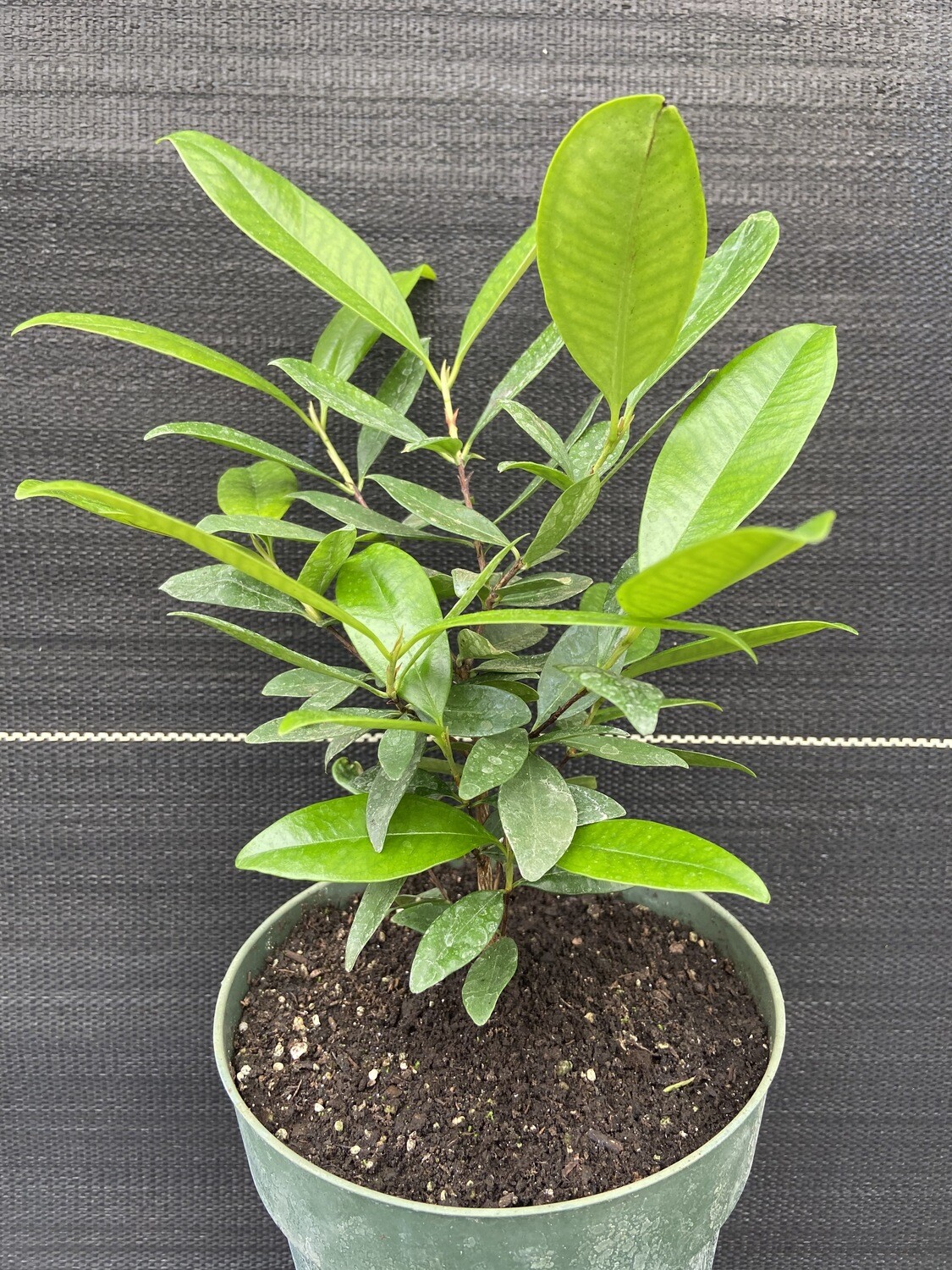 Cherry - Grumichama (Eugenia brasiliensis) 1G