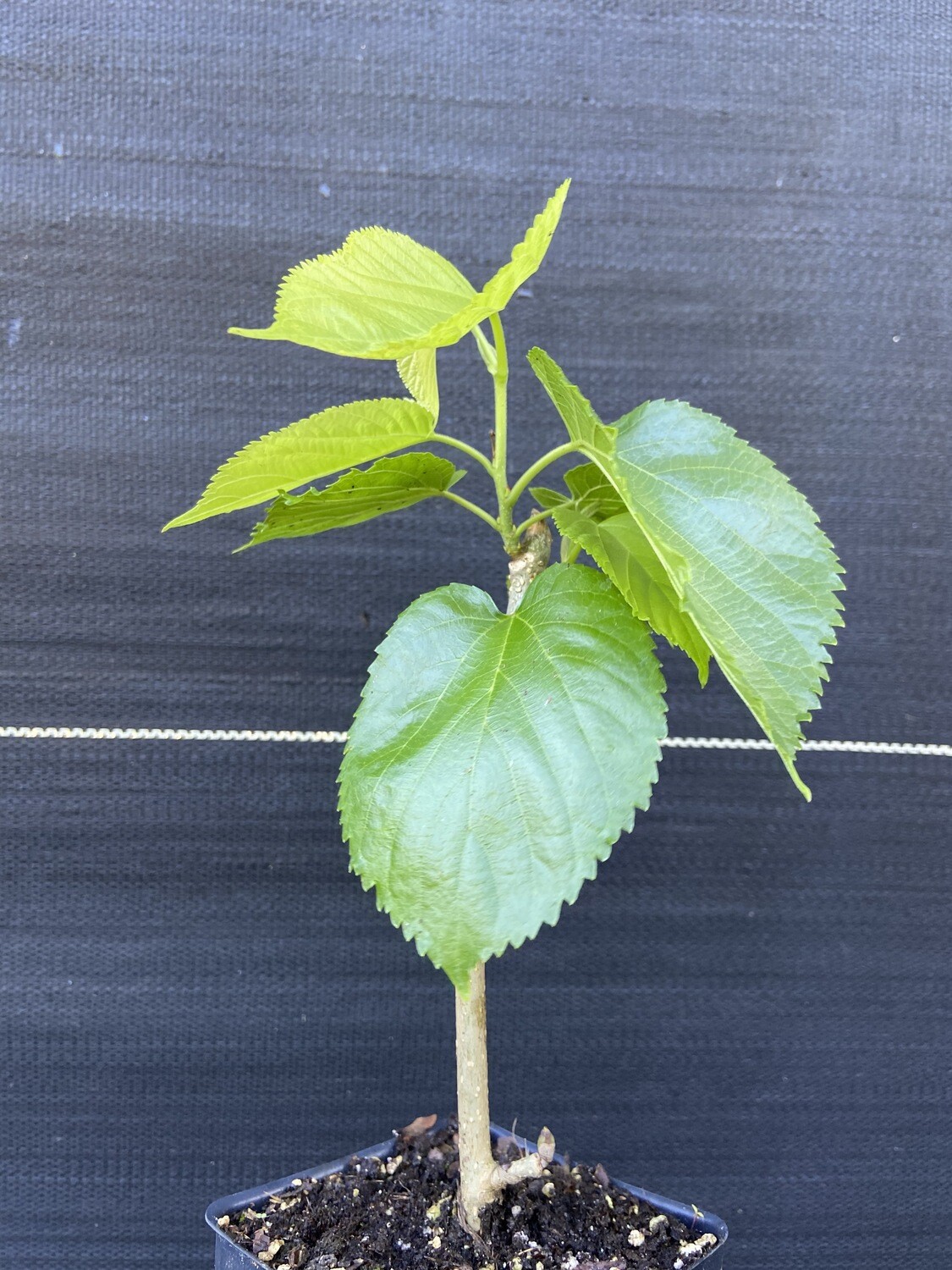 Mulberry- Thai Dwarf- (Morus alba)