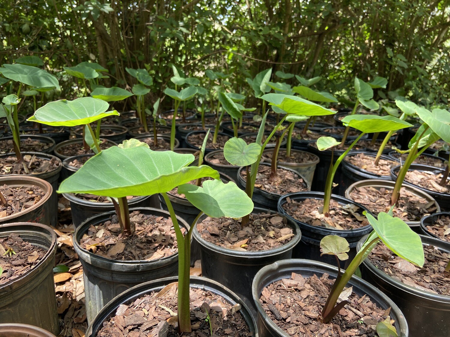Taro - Puerto Rican (Colocasia esculenta) 1G
