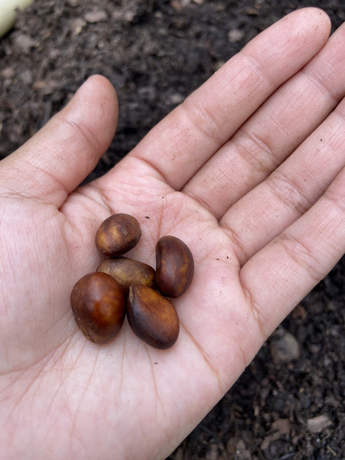 Loquat SEEDS (Eriobotrya japonica)