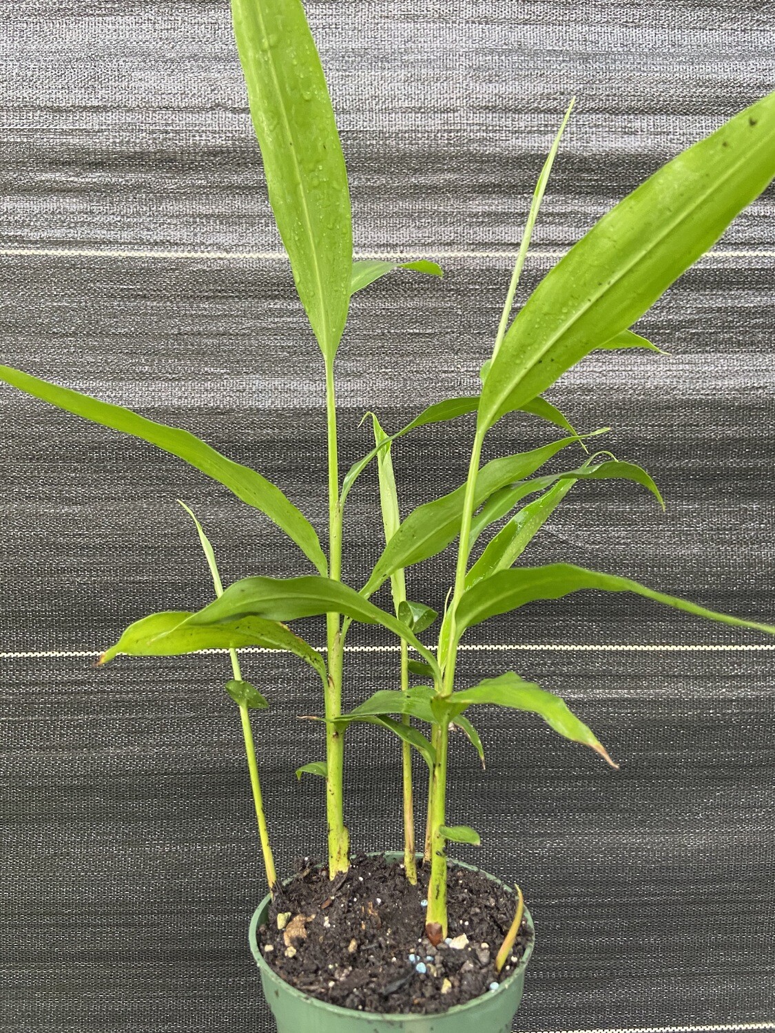 Ginger - Galangal, Lesser (Alpinia officinarum)