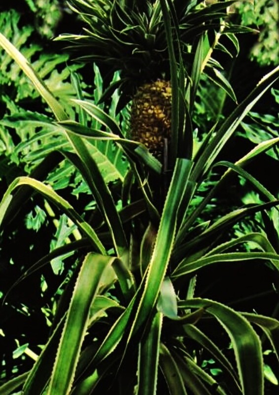 Tropical Fruit Trees + Plants