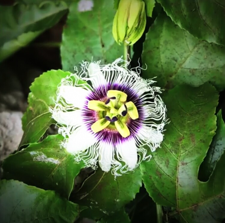 Passionfruit: Giant Granadilla (Passiflora Quadrangularis)