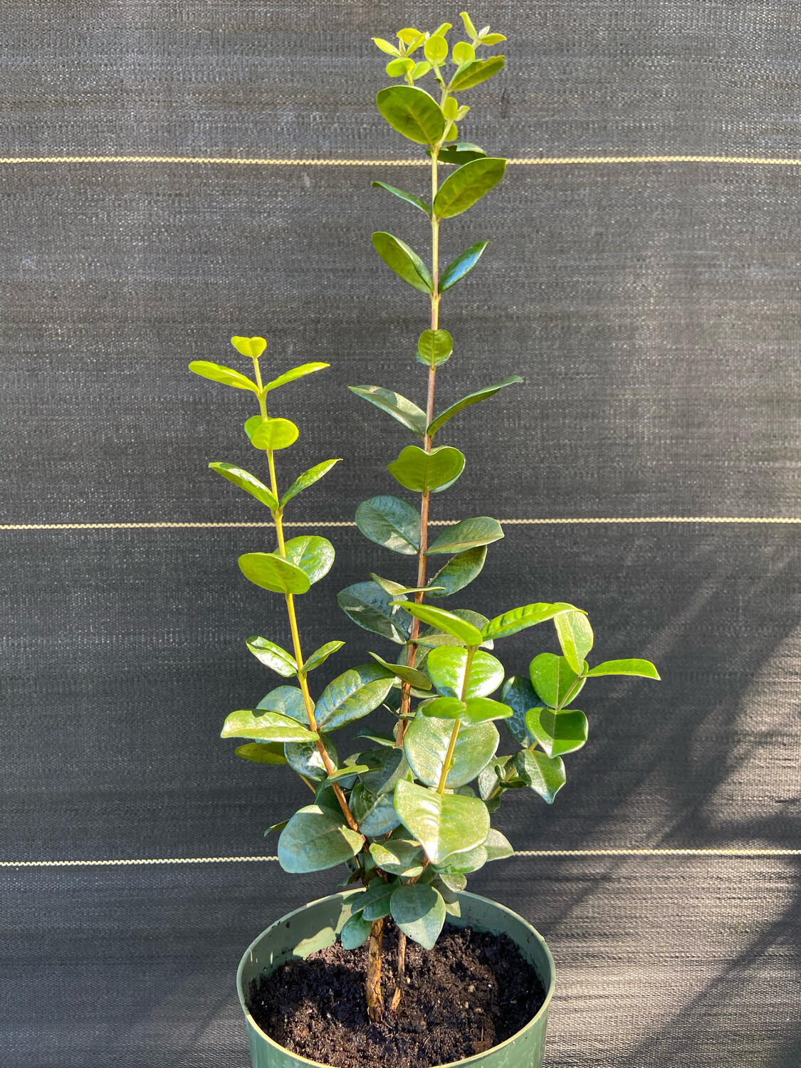 Star Cherry Tree (Pitangatuba) 🌟 Rare Passionfruit-Flavored Fruit – Buy ...