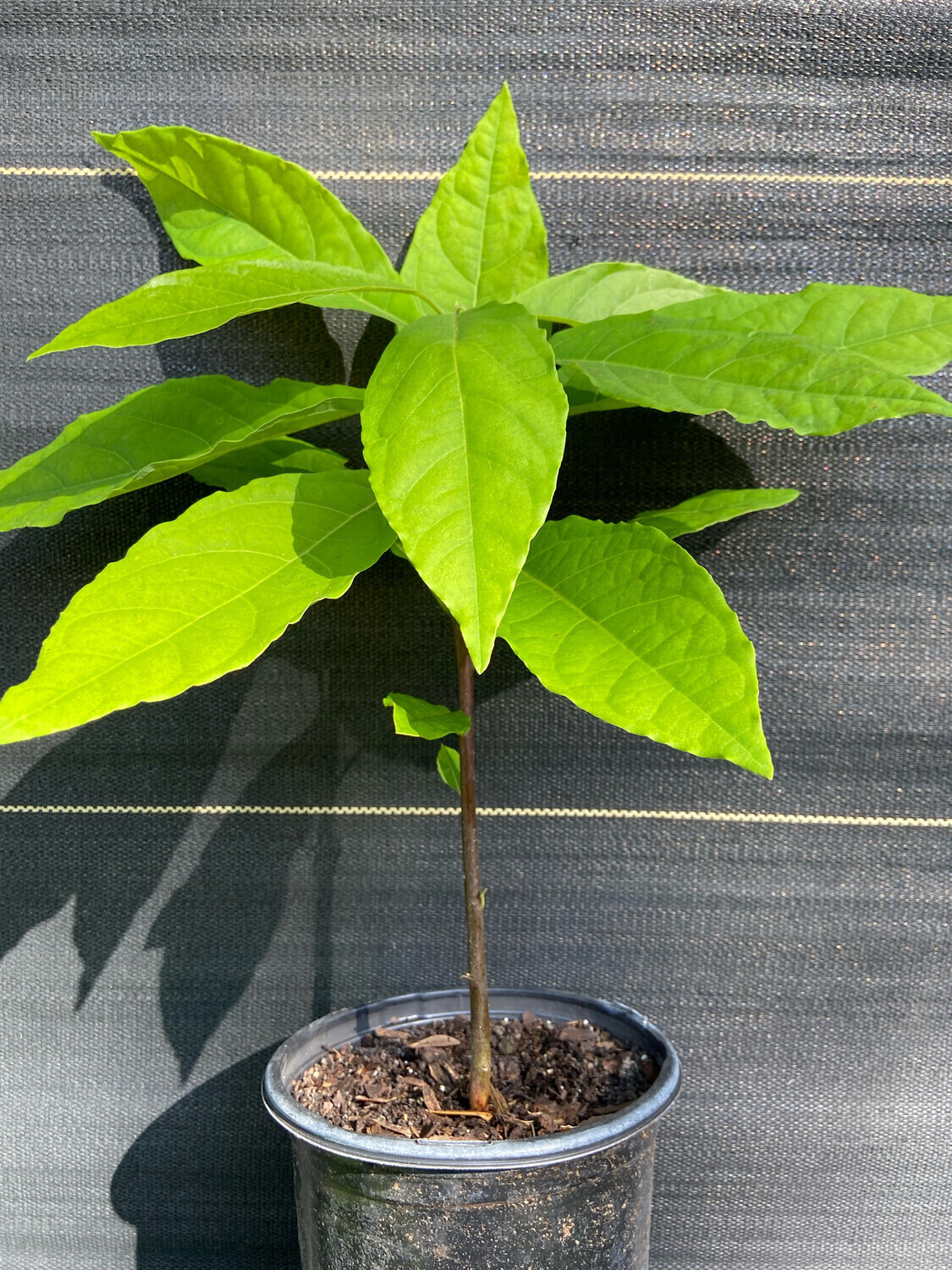 Avocado - 'Brogdon', Persea americana Cold Hardy Seedling 1G