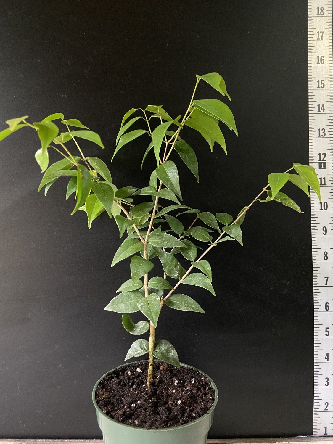 Guaburiti (Plinia rivularis)