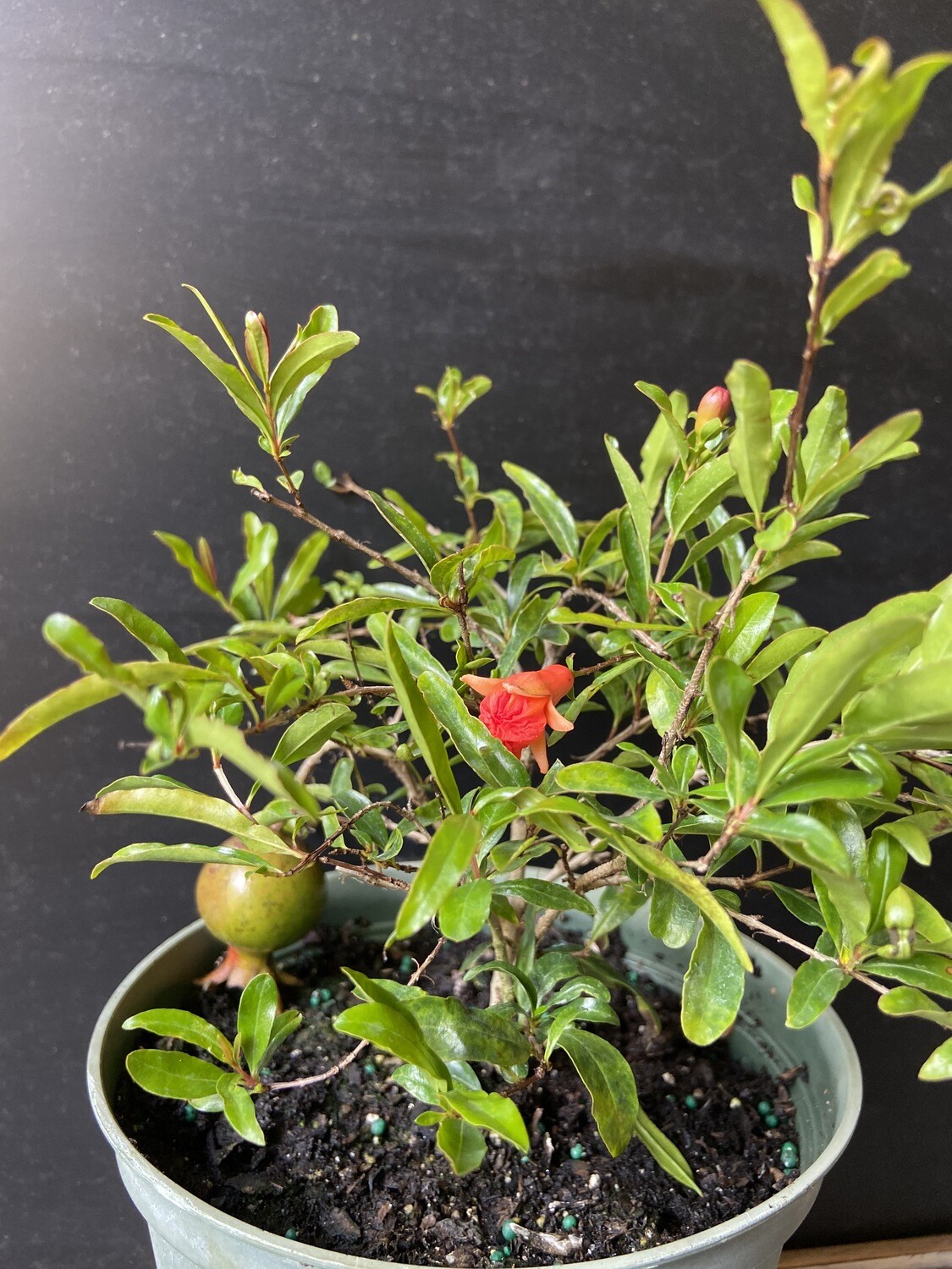 Pomegranate (Punica granatum) 1G