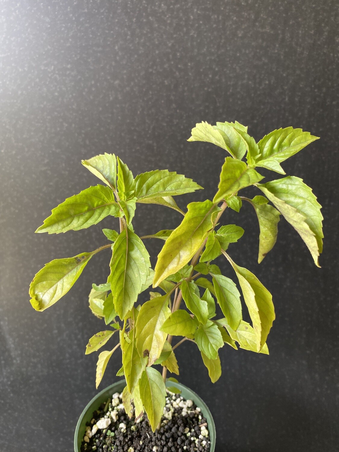 Basil - Persian (Ocimum basilicum)