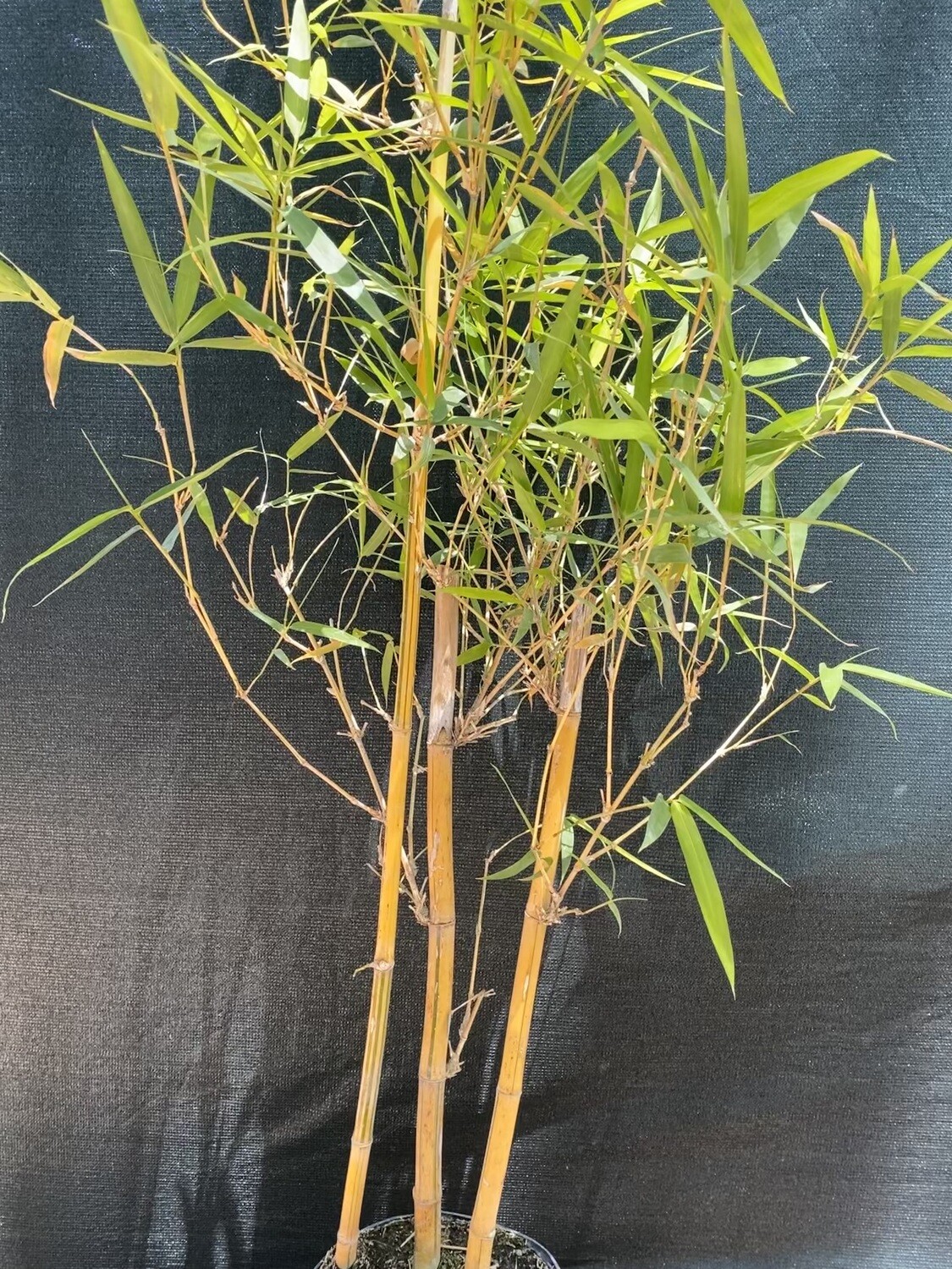 🎋 Buy Golden Hawaiian Bamboo Online: Sky-High Elegance in a 3-Gallon Pot