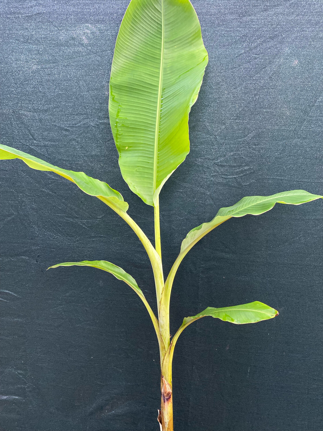 Banana - Blue Java (Musa acuminata x balbisiana) 2G