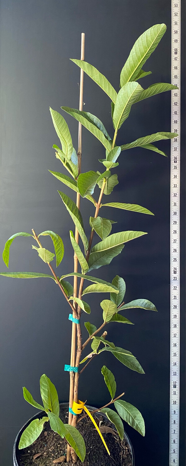 Ruby Supreme Guava: Taste Hawaiian Paradise! 🌴🍈 | High-Yield, Easy-Grow ...