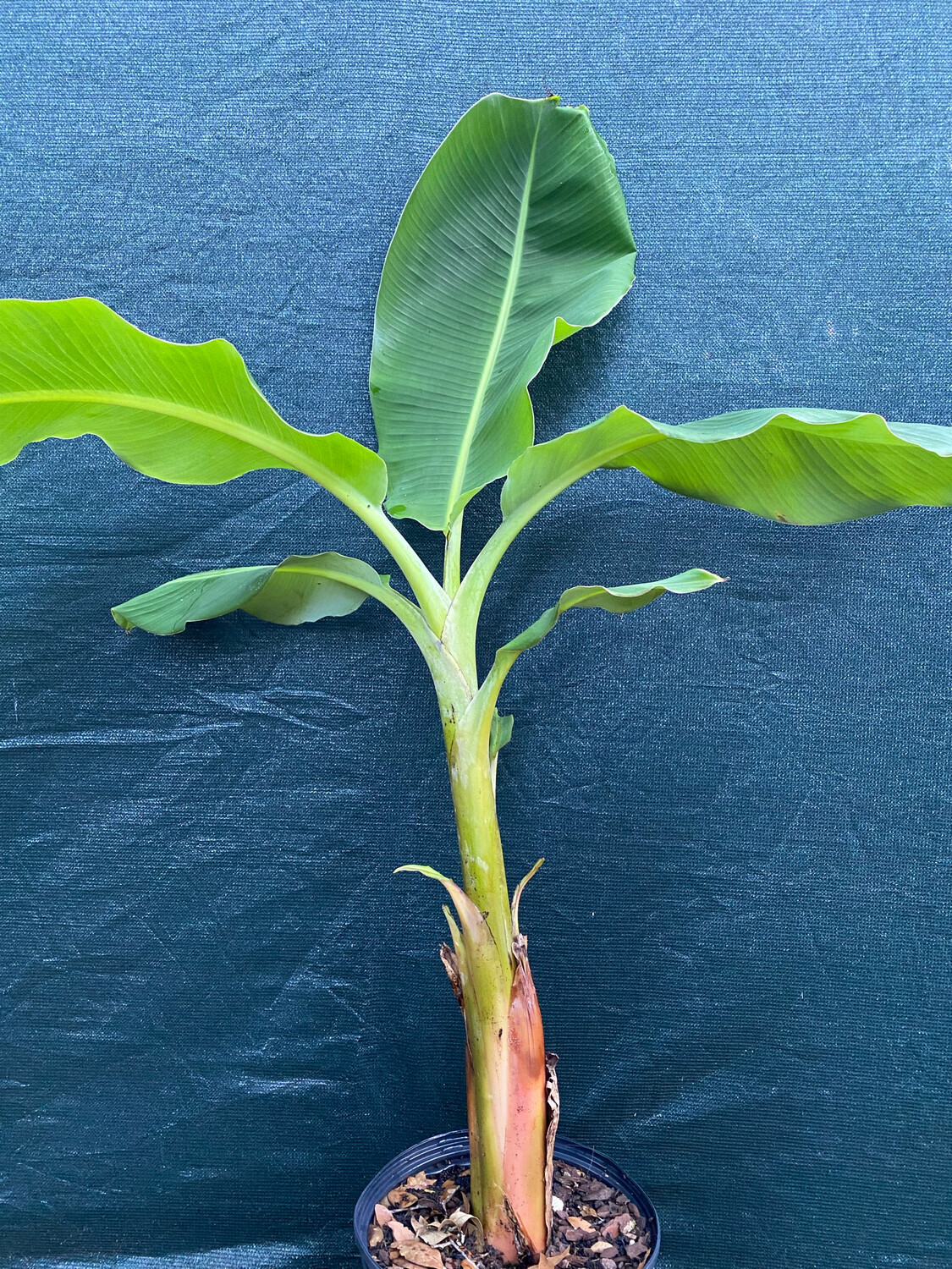 Buy Organic Orinoco Banana Trees | Fast-Growing & Cold-Hardy | GreenDreams