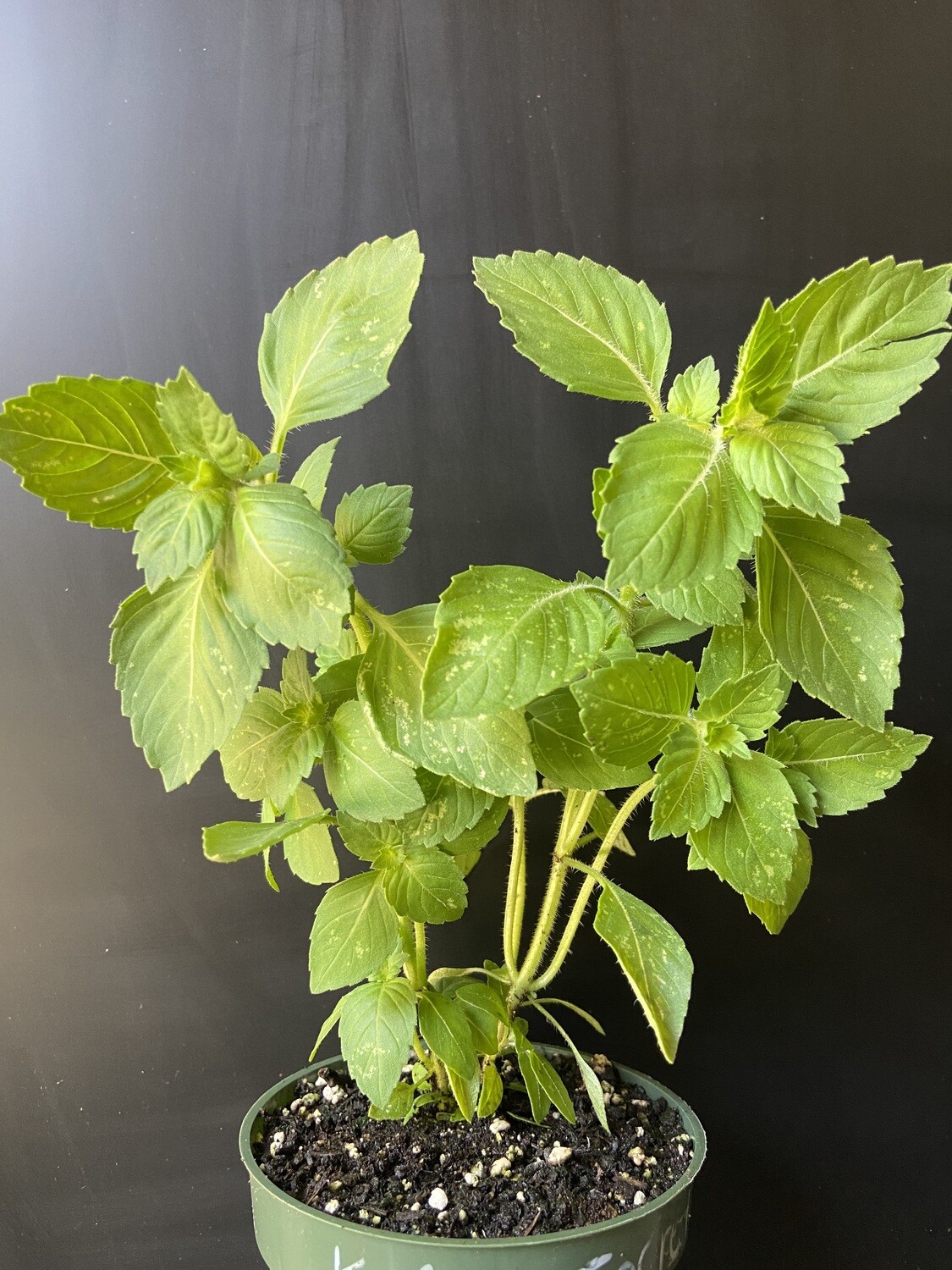 Tulsi - Kapoor (Ocimum africanum) Holy Basil