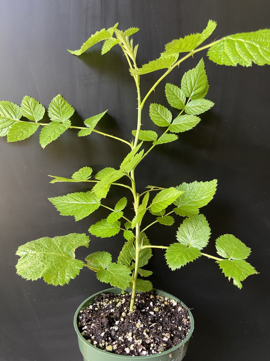 Raspberry - Mysore (Rubus niveus) 4"