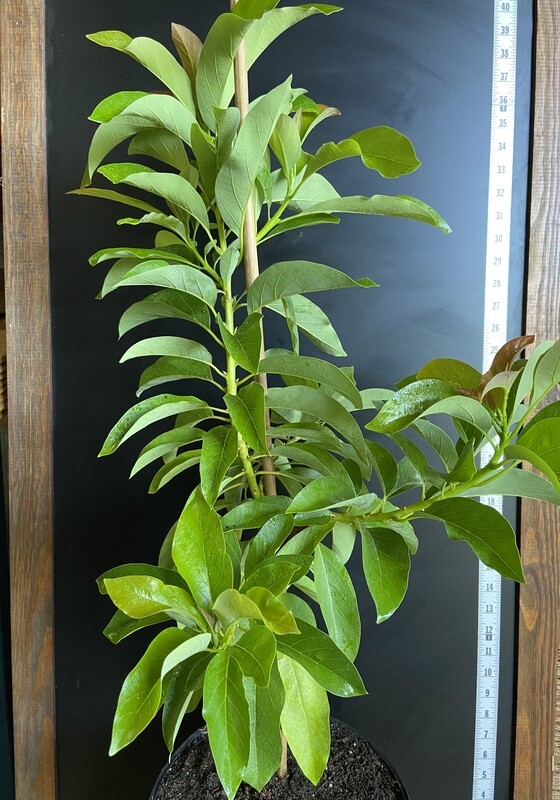 Fruit Trees + Plants