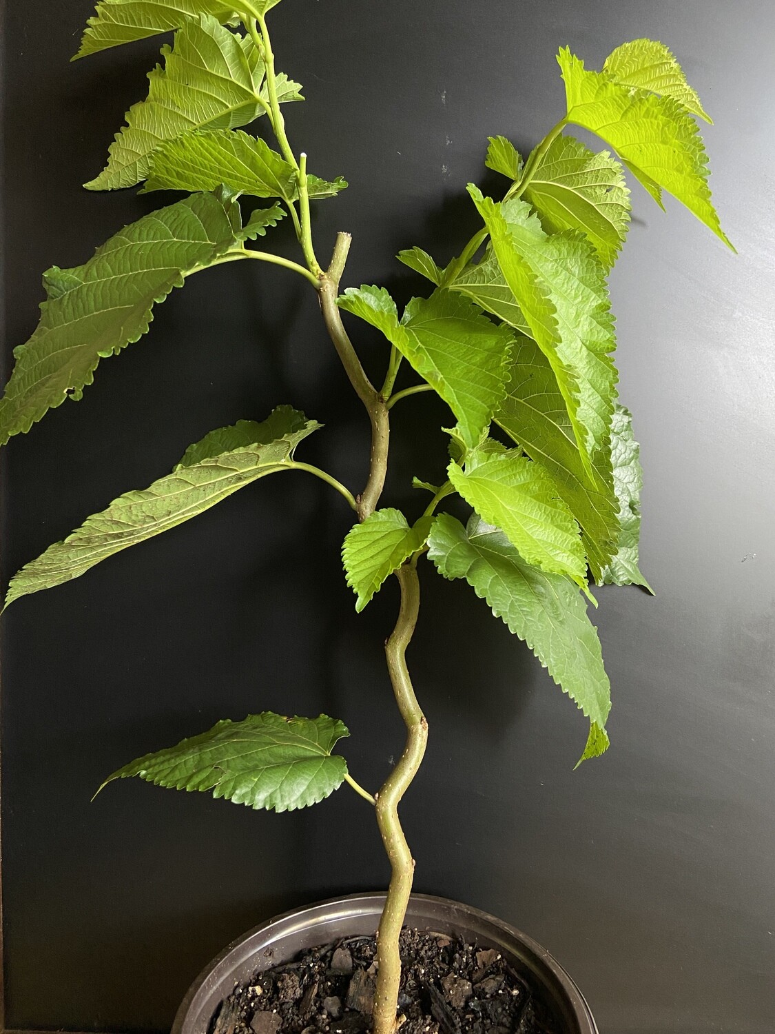 Mulberry - Unryu/Corkscrew (Morus alba) 2G