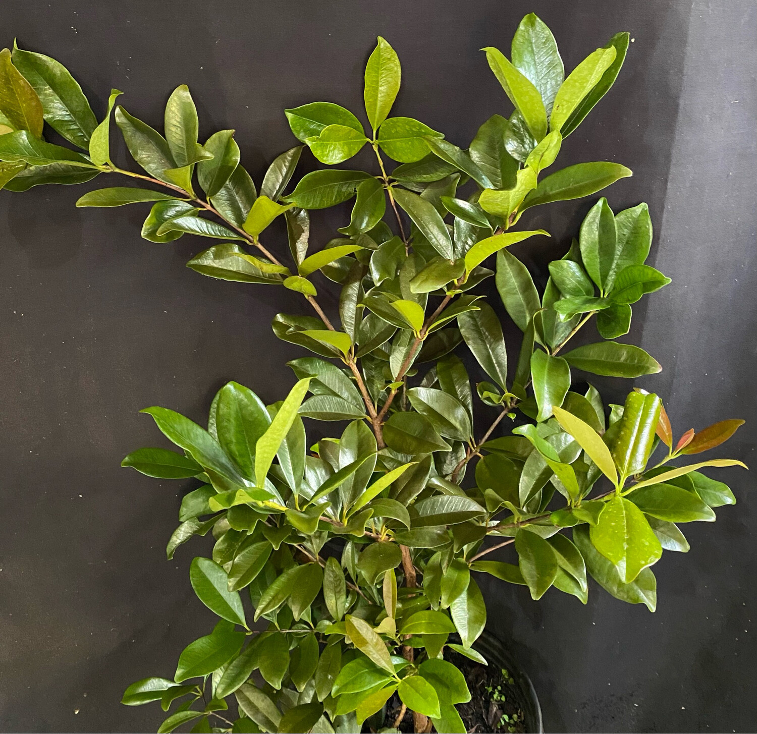 Cherry - Grumichama (Eugenia brasiliensis) 3G