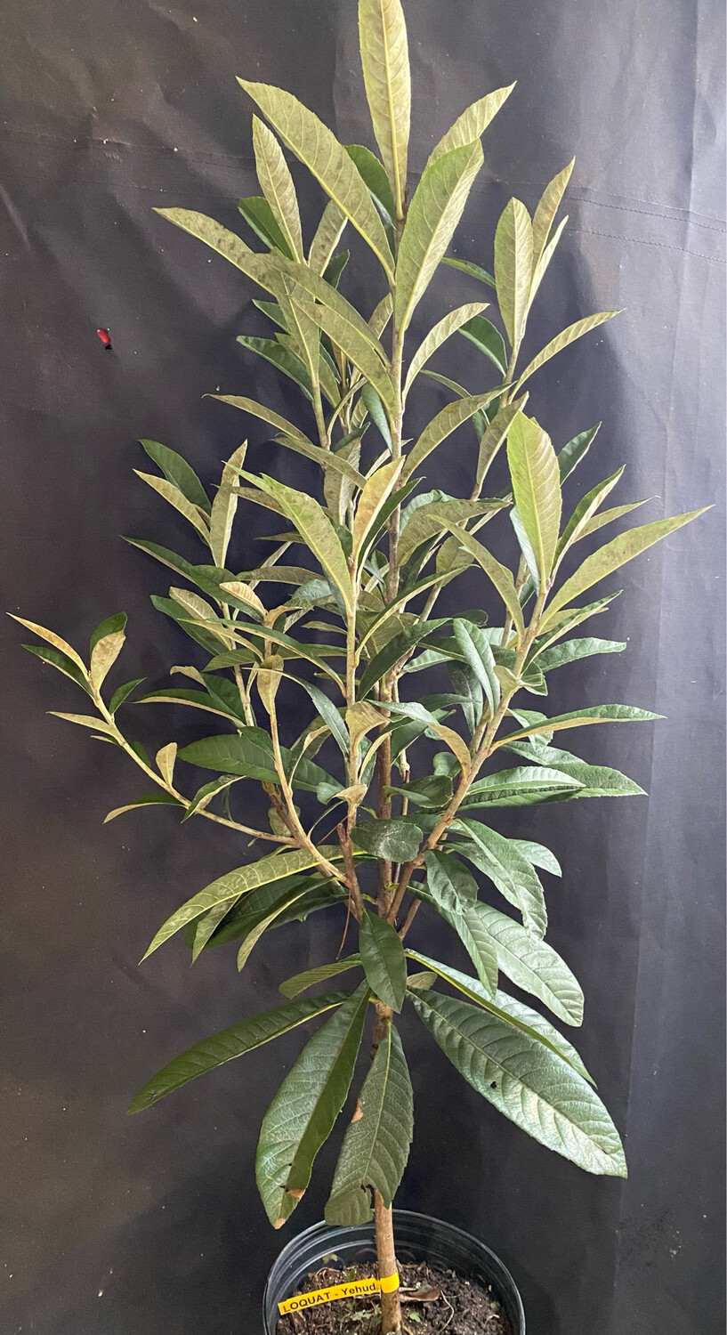 Yehuda Loquat 🌳 | Orchard-Fresh Fruit Tree | Continental US Shipping 🚚