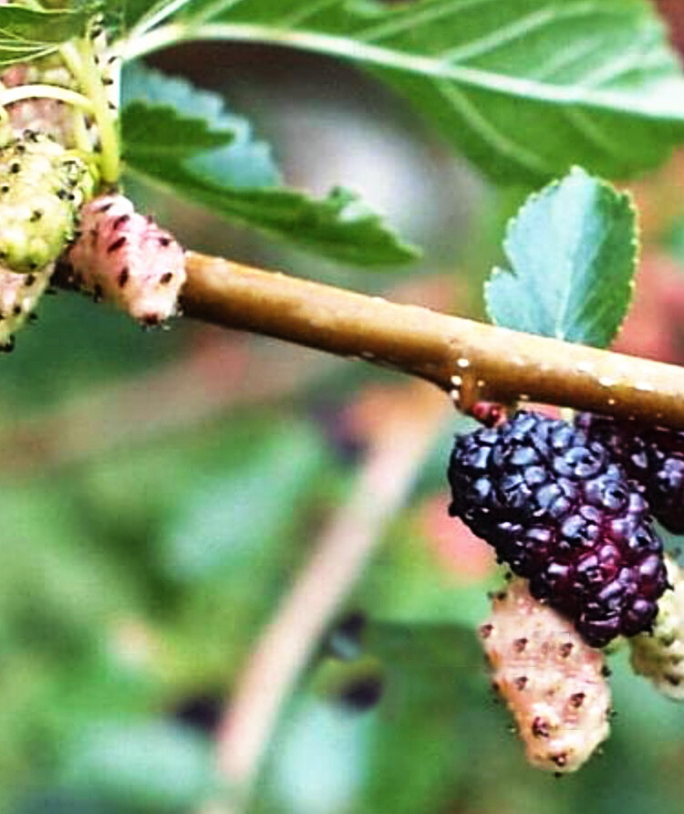 Mulberry - Hunter (Morus alba) 3G
