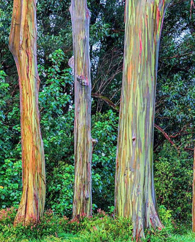 Rainbow Eucalyptus Tree Leaves