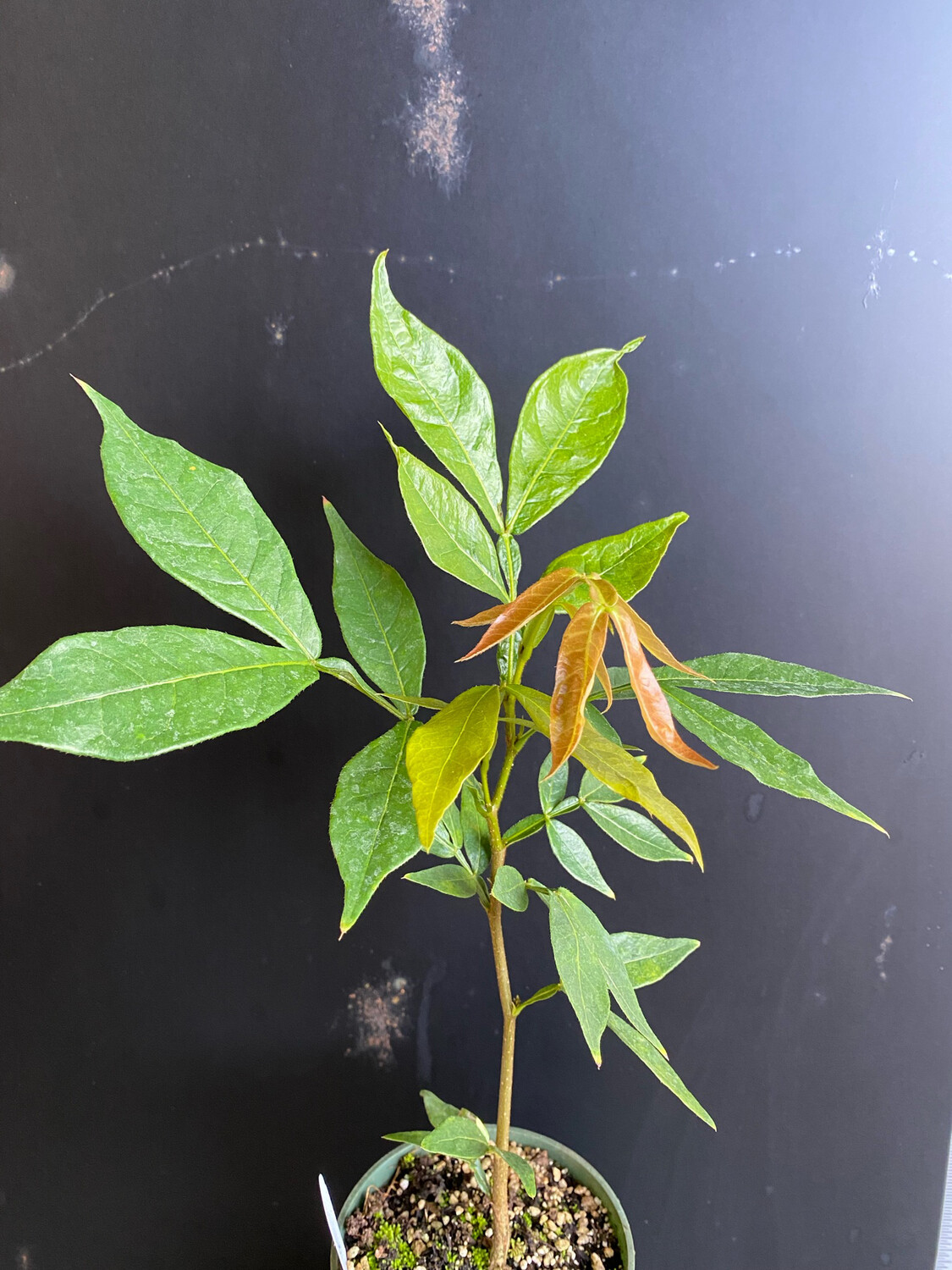 Ice Cream Bean Tree 🍦🌳: Nature's Sweet Secret | GreenDreams Nursery Ice Cream Bean Tree 🍦🌳: Nature's Sweet Secret | GreenDreams Nursery