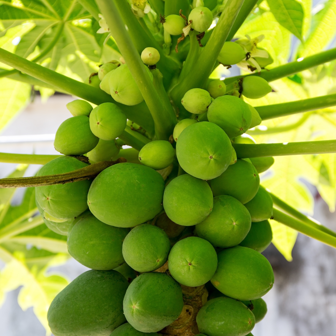 Papaya - Mexican B2G1 (Carica papaya) - 3 Plants!