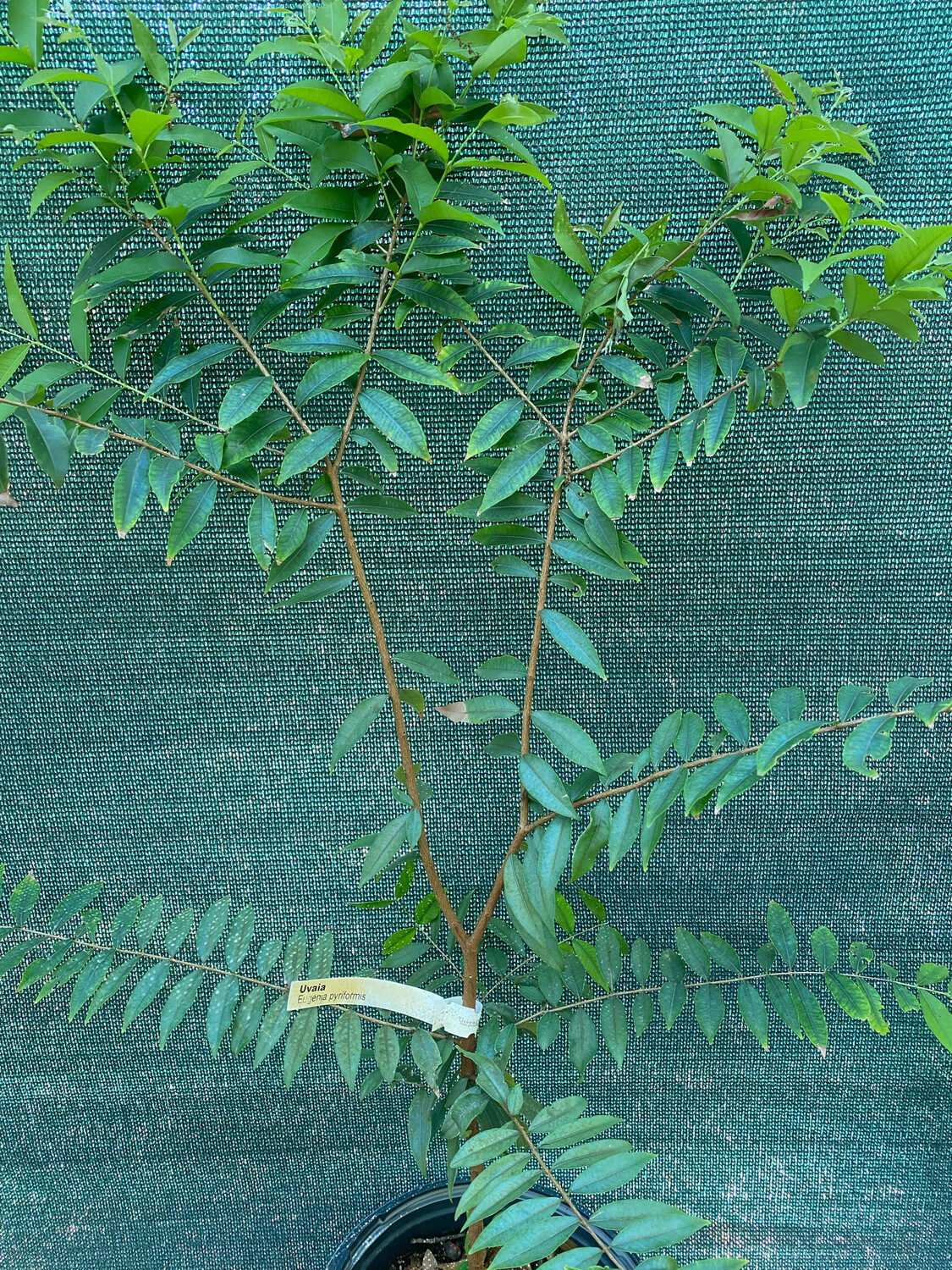 Discover Uvaia: A Taste of Brazil in Your Garden 🌳🍑