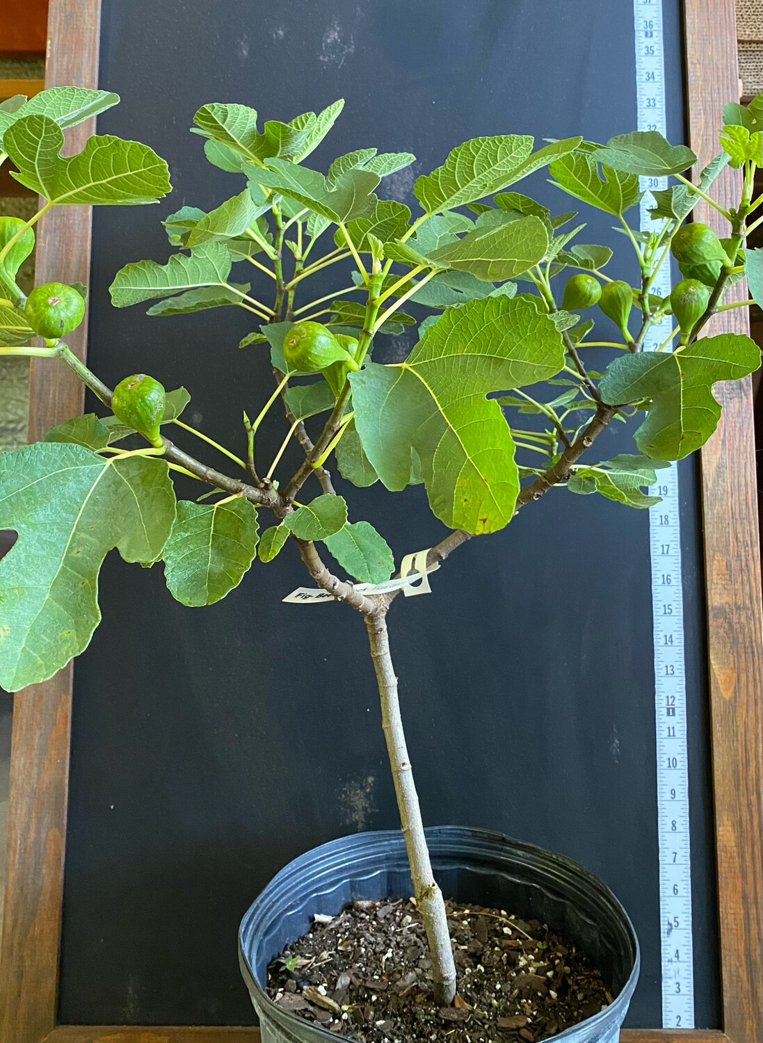 Delicious 'Bears Black' Fig Tree 🌿 | GreenDreams Nursery